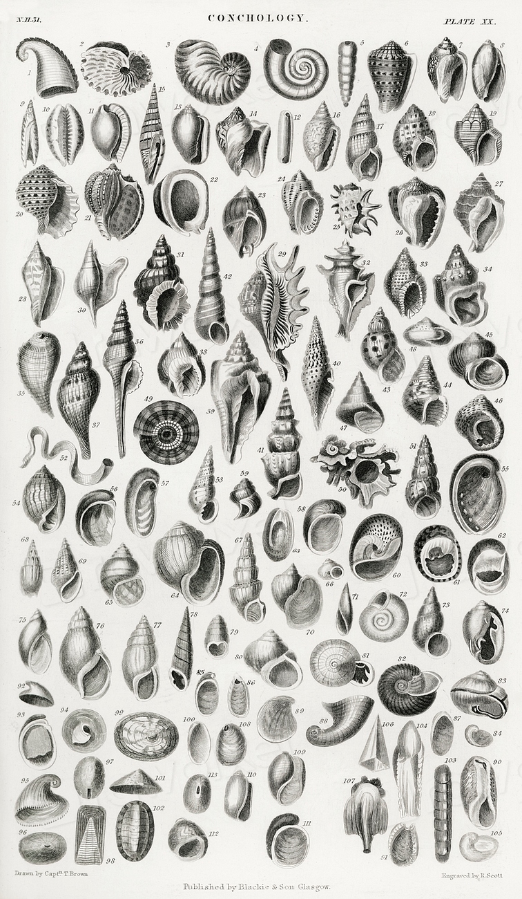 Conchology. Digitally enhanced our own | Free Photo Illustration - rawpixel