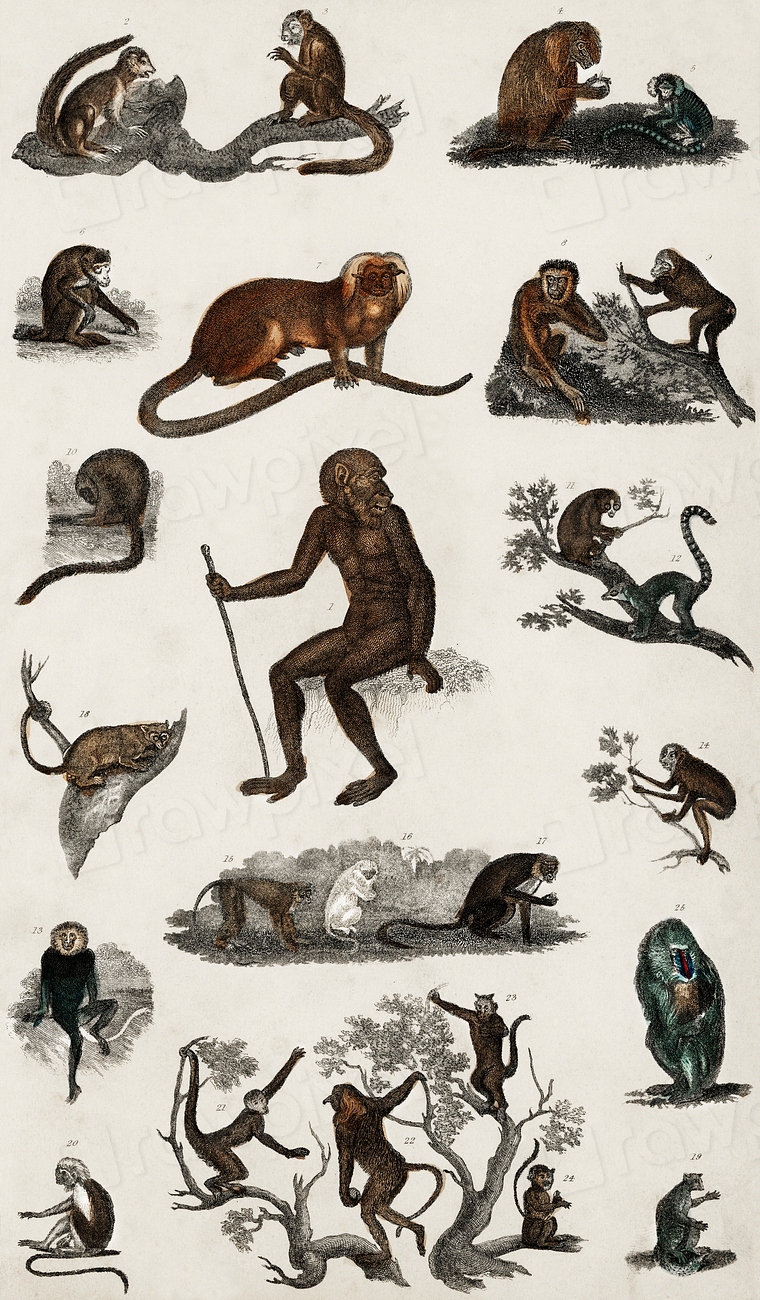 Collection various monkeys. Digitally enhanced | Free Photo ...