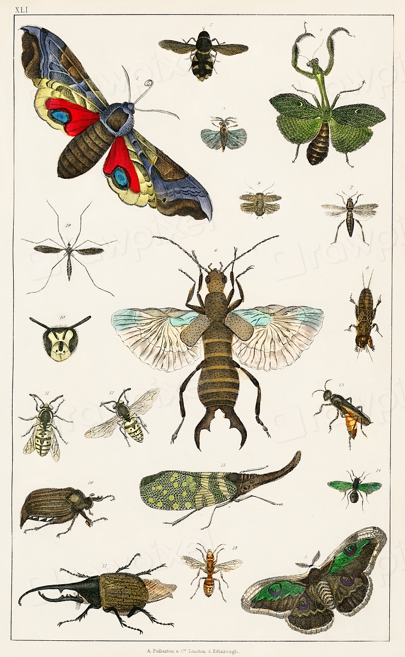 Collection various insects. Digitally enhanced | Free Photo ...