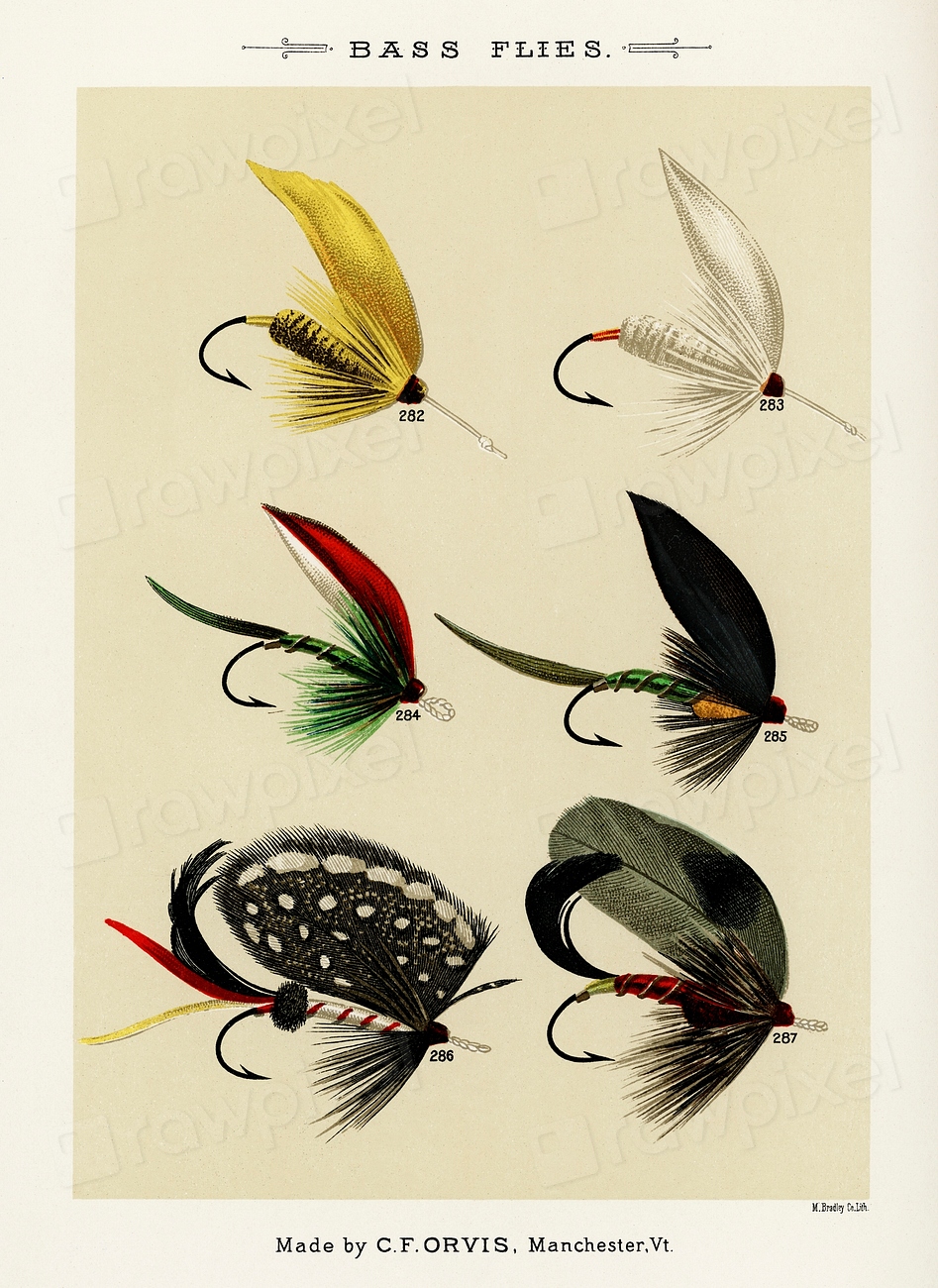 Bass Flies. Digitally enhanced our | Free Photo Illustration - rawpixel