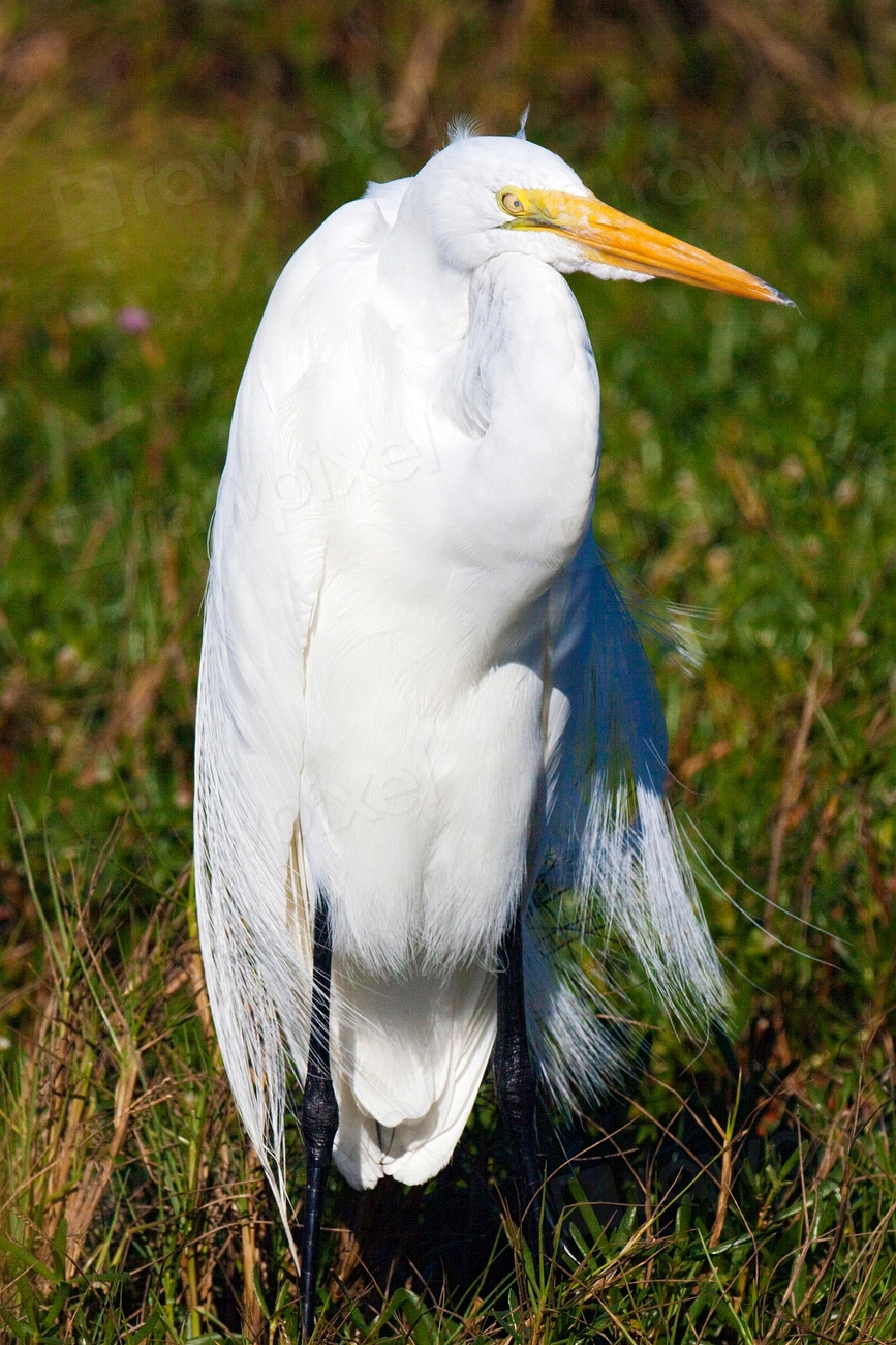 stork stands Blackpoint Wildlife Drive | Free Photo - rawpixel