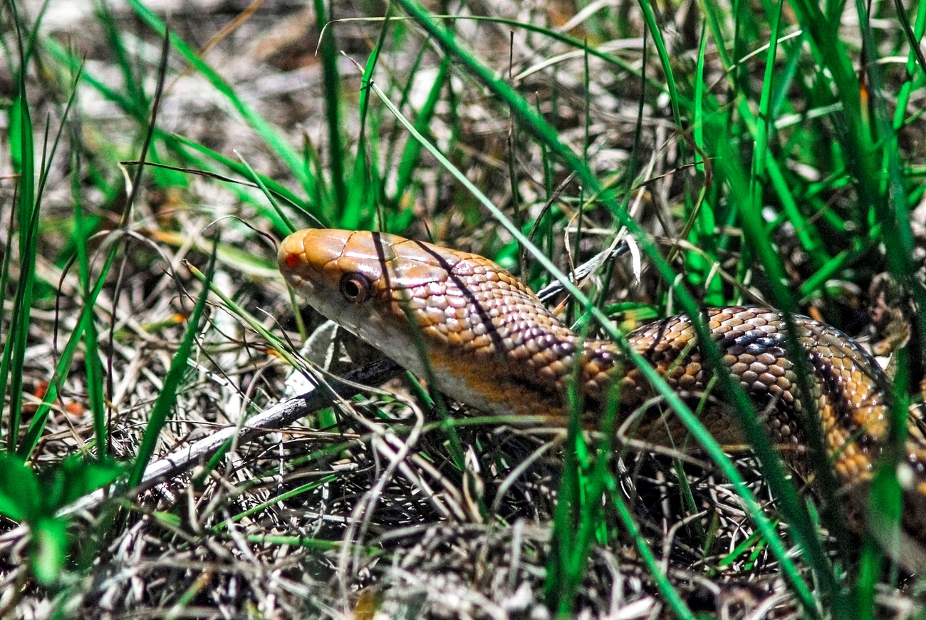yellow rat snake slithers grass. | Free Photo - rawpixel