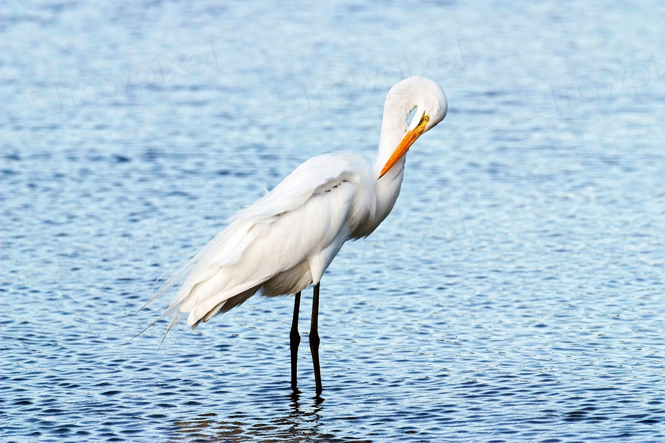 great egret preens its feathers | Free Photo - rawpixel
