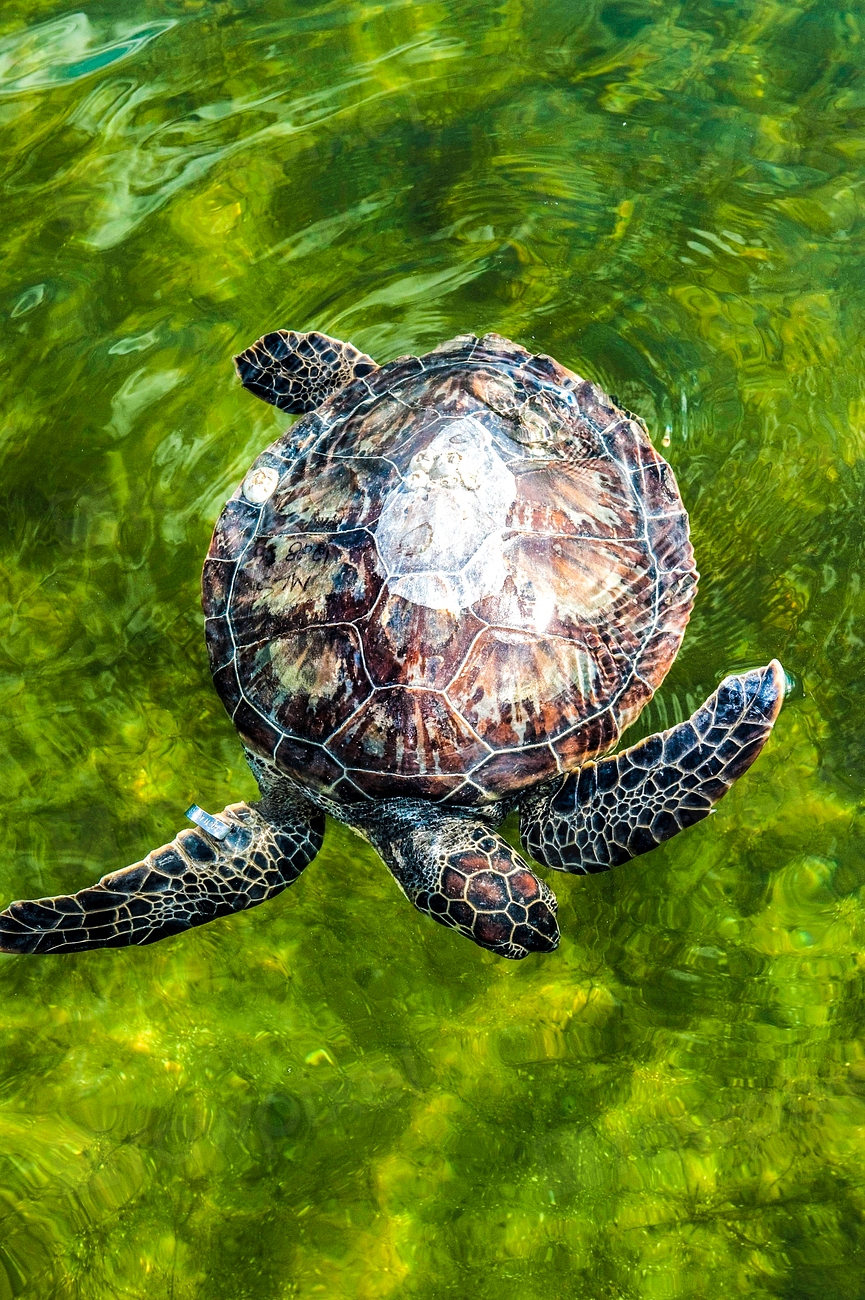 An endangered green sea turtle | Free Photo - rawpixel