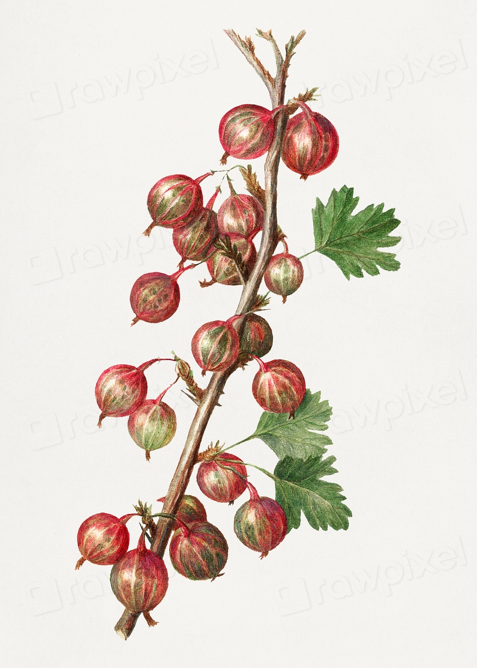 Vintage gooseberries illustration. Digitally enhanced | Free Photo ...