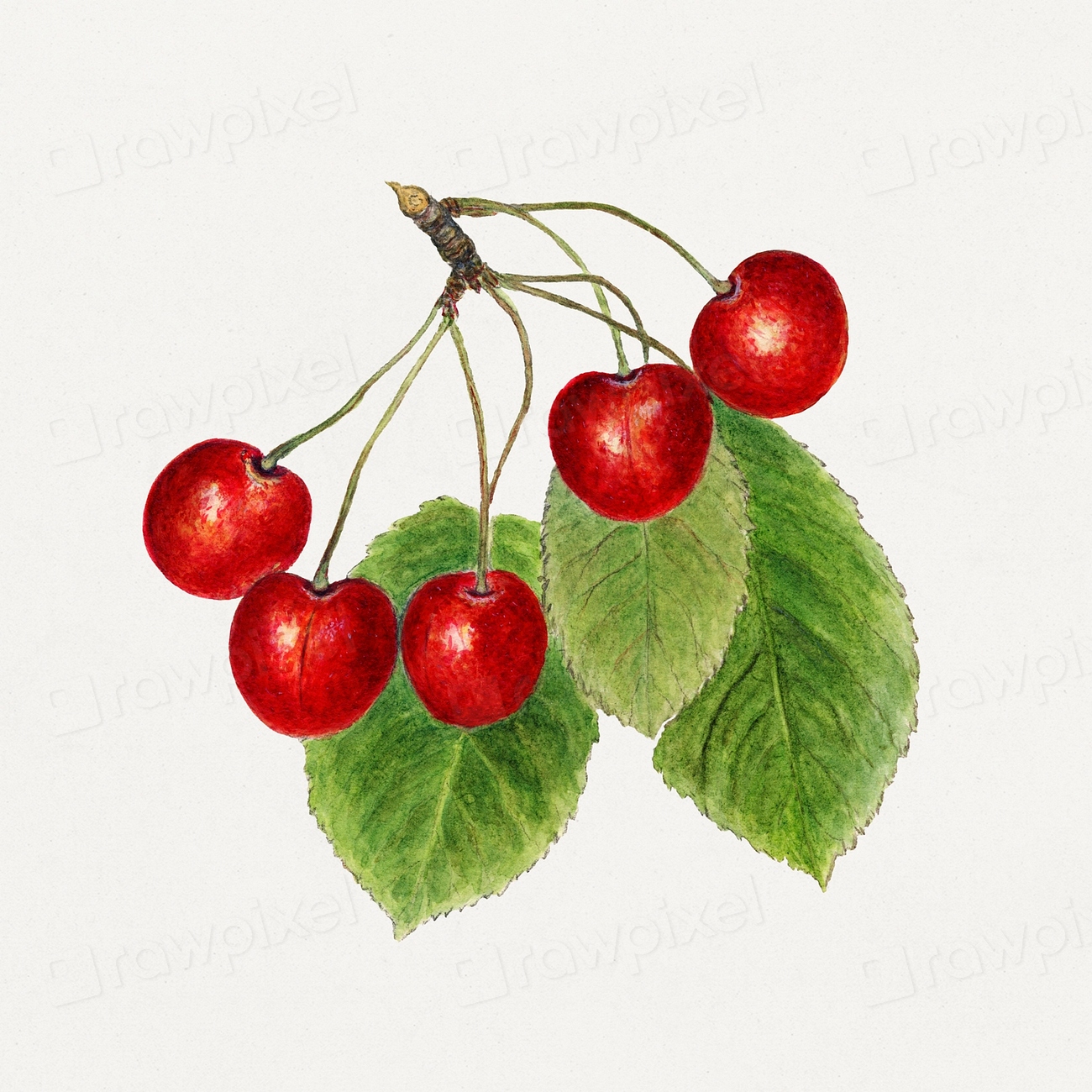 Vintage cherry illustration. Digitally enhanced | Free Photo ...