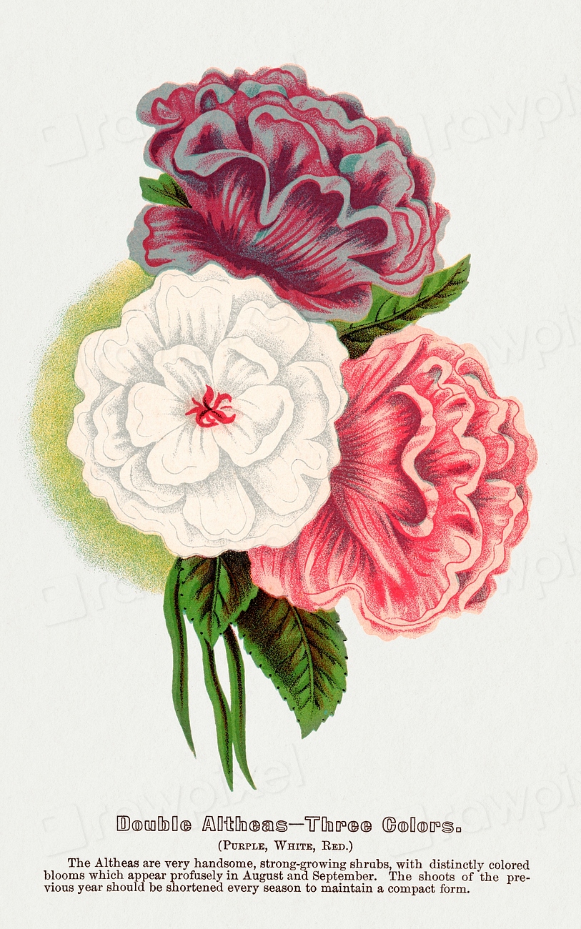 Double Althea 3 colors lithograph | Free Photo Illustration - rawpixel