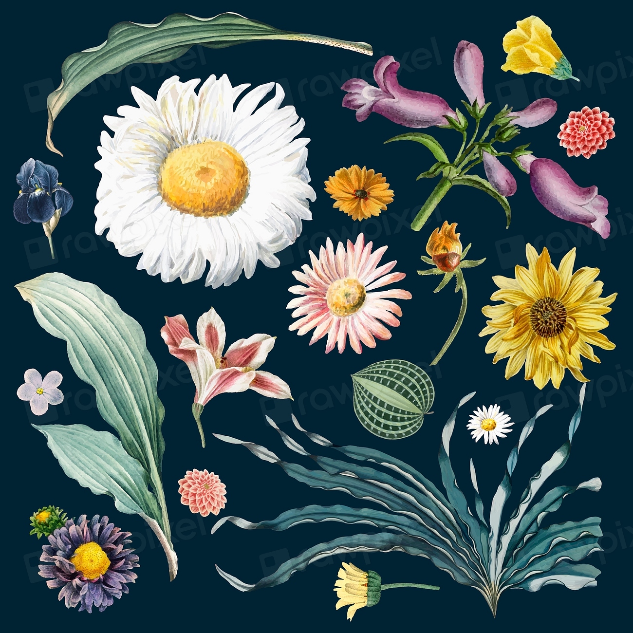 Set of beautifully painted flowers | Free Vector Illustration - rawpixel
