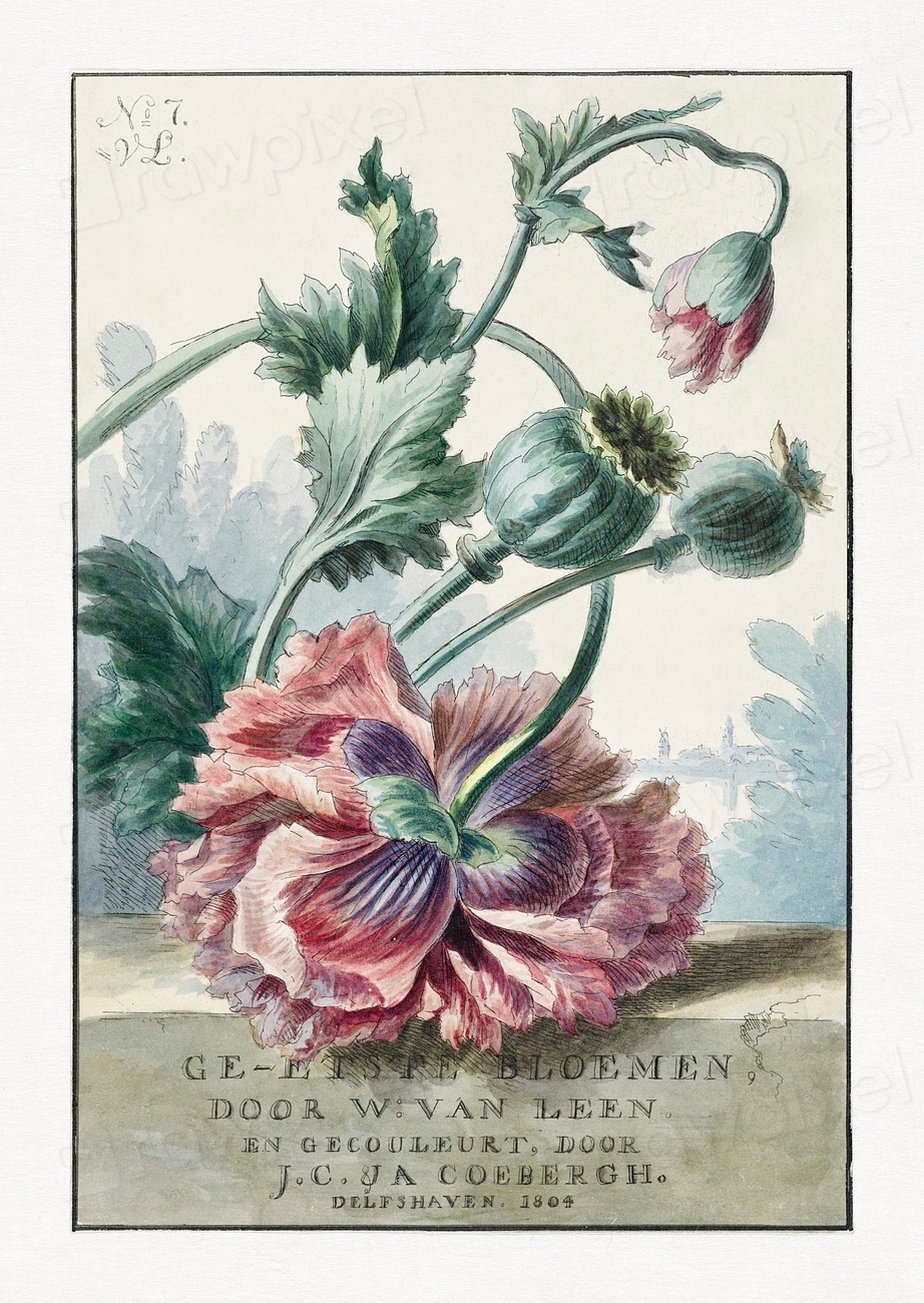 Poppies (1804) painting high resolution | Free Photo Illustration ...