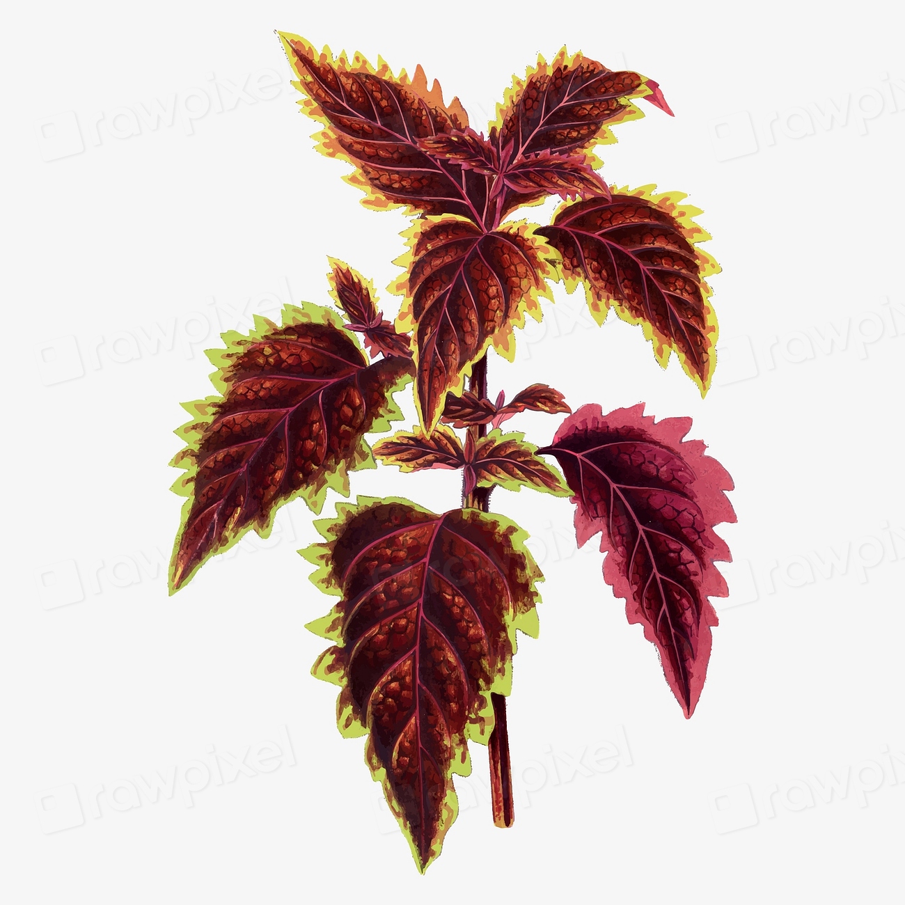 Coleus leaf vintage illustration, green | Premium Vector Illustration ...