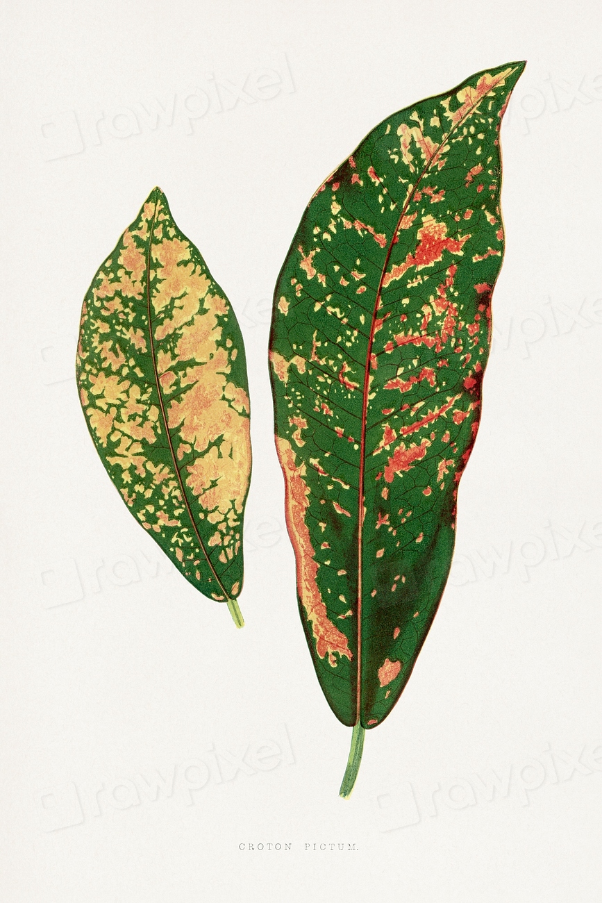 Croton leaf illustration. Digitally enhanced | Free Photo Illustration ...