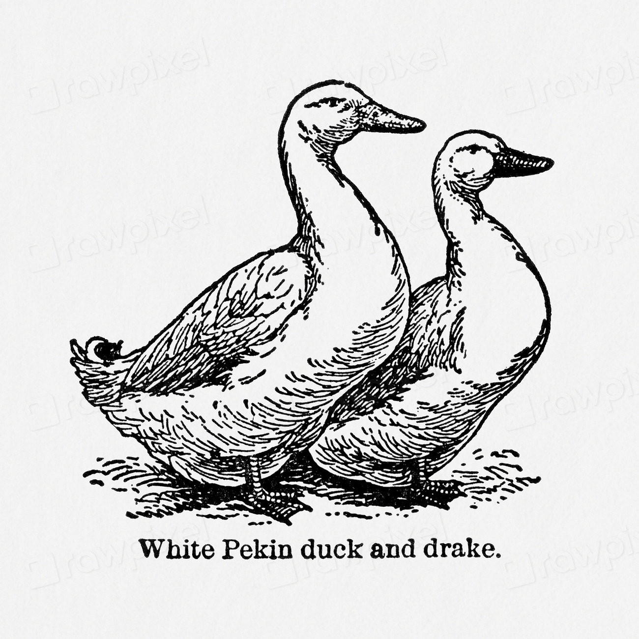 Vintage duck & drake drawing. | Free Photo Illustration - rawpixel