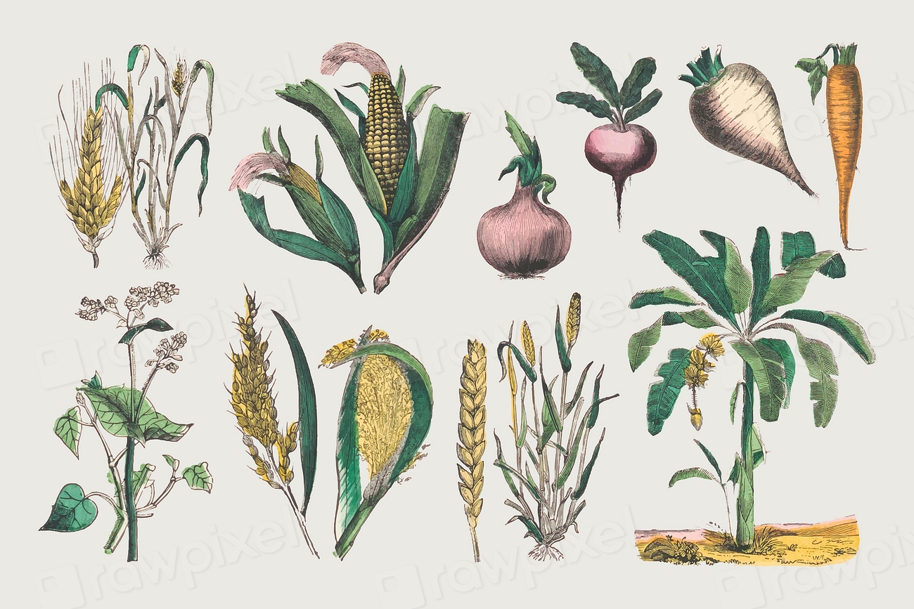 Vintage botanical vector art print | Premium Vector - rawpixel