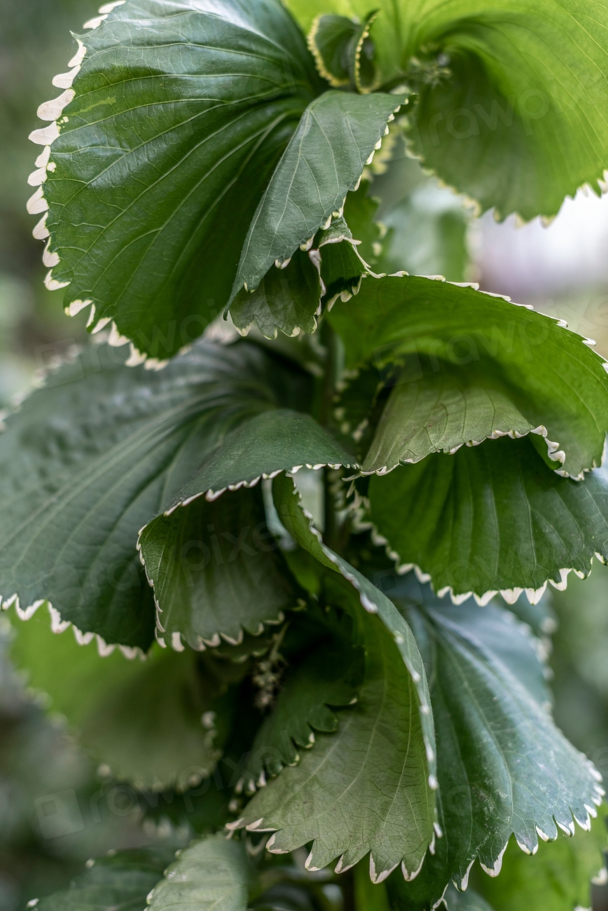 Natural green Acalypha Wilkesiana leaves | Free Photo - rawpixel