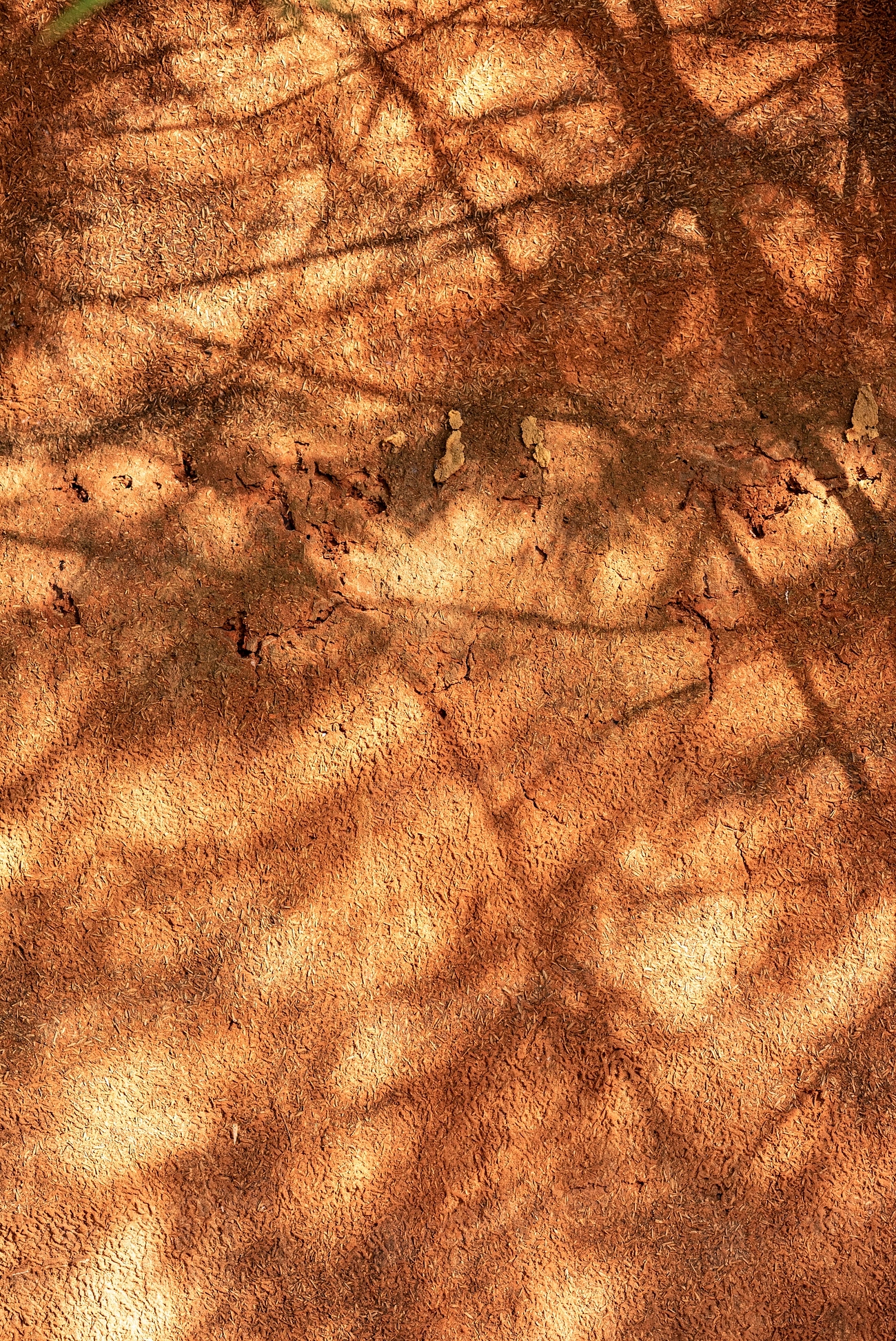 Tree branch shadow grunge wall | Premium Photo - rawpixel