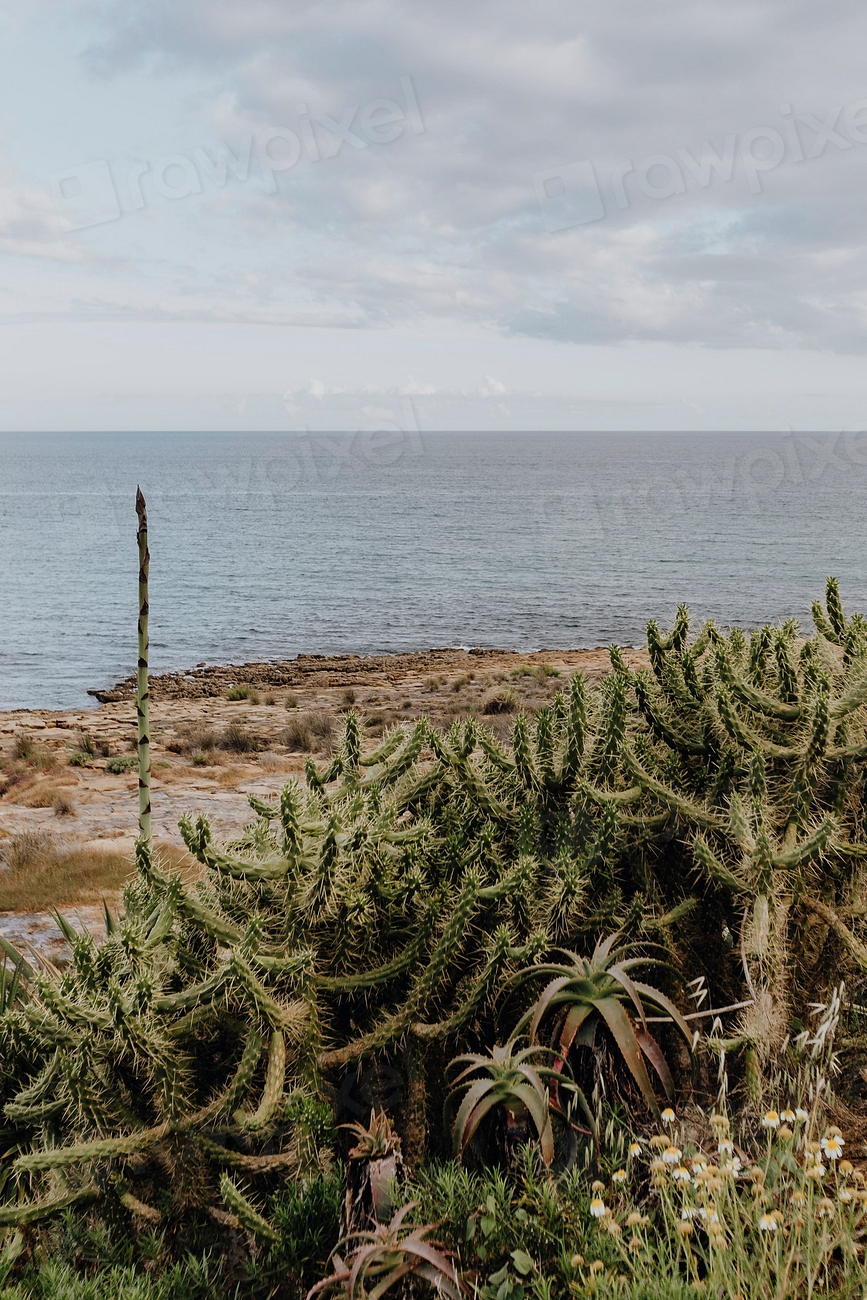 Wild cacti by the beach | Photo - rawpixel