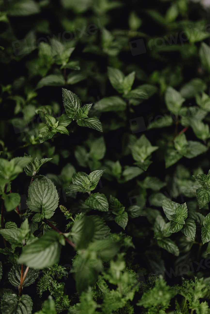 Peppermint plant blooming summertime | Premium Photo - rawpixel