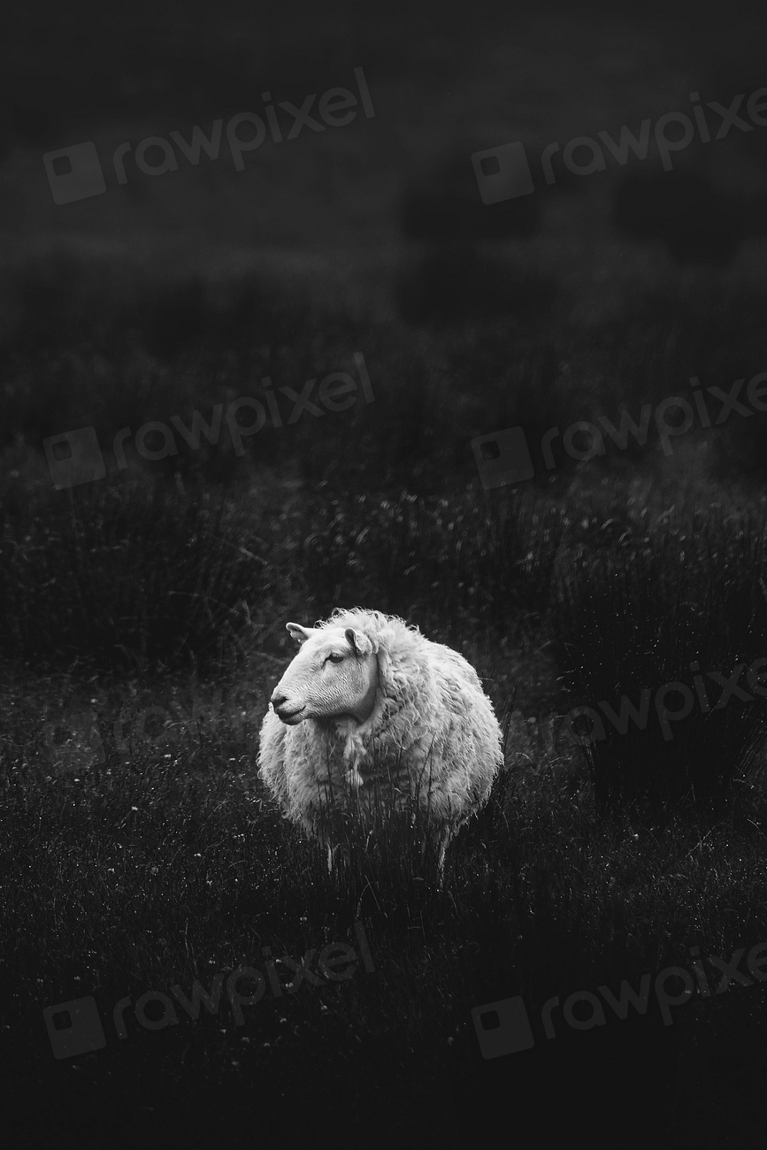 Scottish sheep standing alone on a field | Free Photo - rawpixel