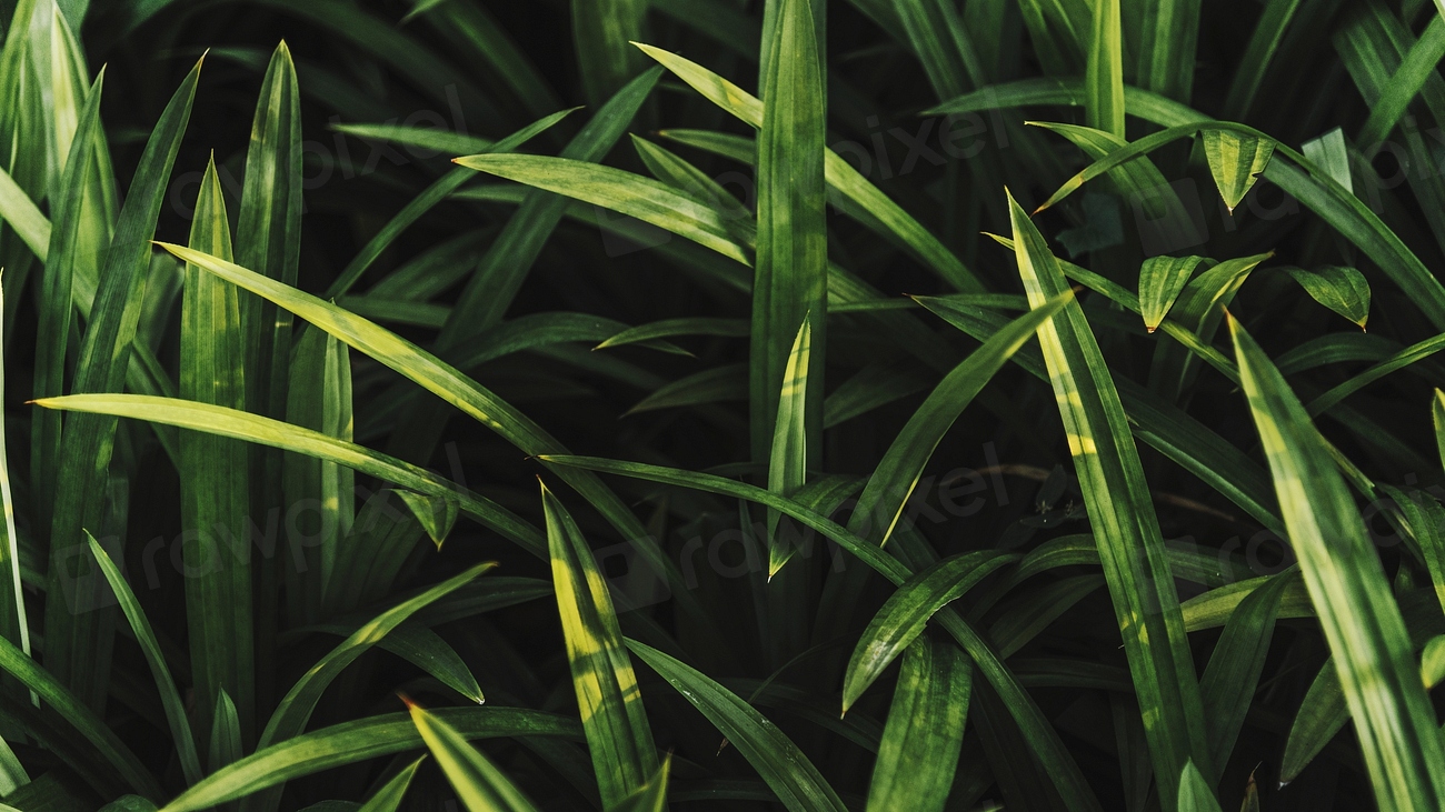 Nature desktop wallpaper background, fresh | Free Photo - rawpixel