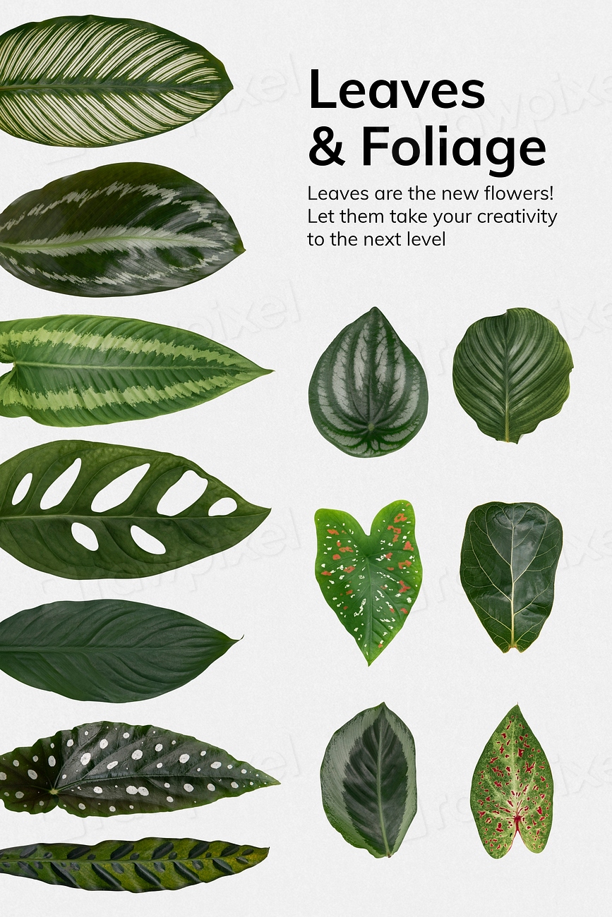 Leaves and foliage psd template | Premium PSD - rawpixel