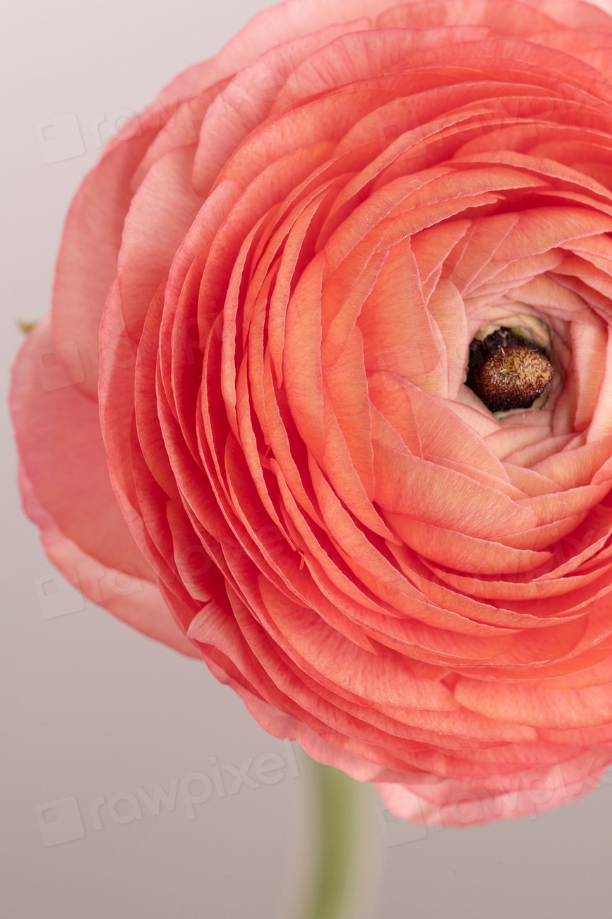 Blooming pink ranunculus flower | Premium Photo - rawpixel