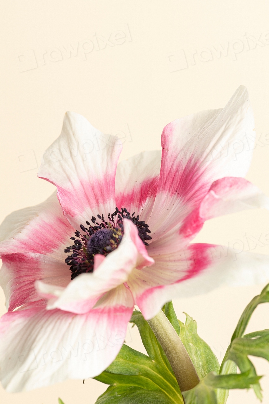 Blooming pink anemone flower | Premium Photo - rawpixel