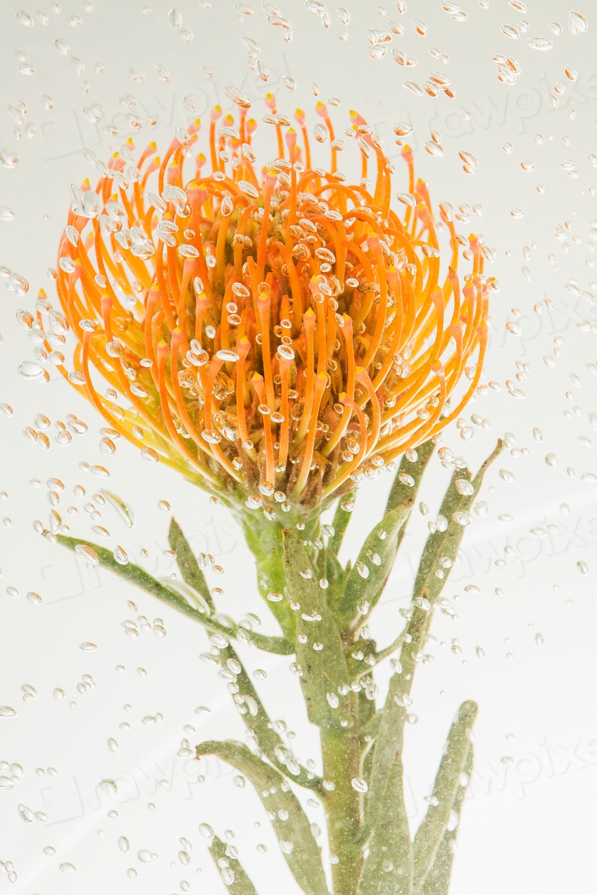 Orange pincushion protea with air | Photo - rawpixel