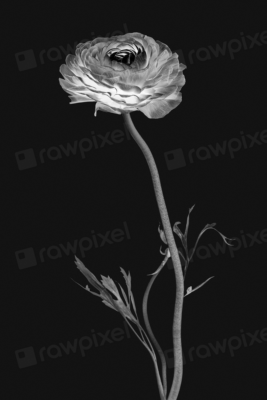 Monotone negative effect ranunculus flower | Premium Photo - rawpixel