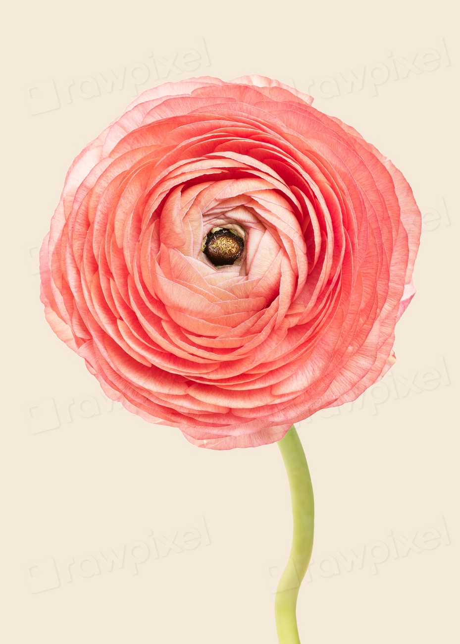 Blooming pink ranunculus flower | Premium PSD - rawpixel