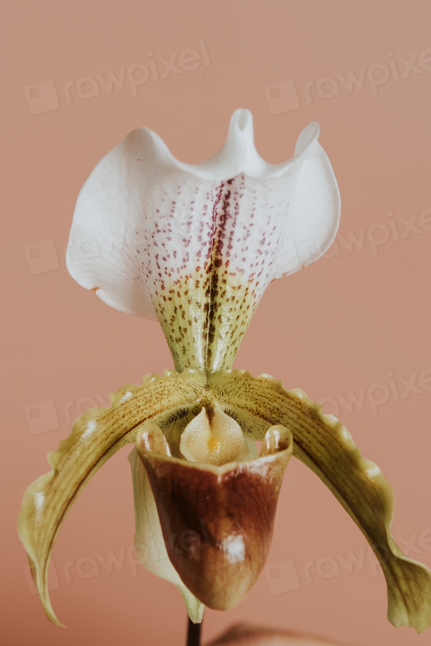 Close white Cymbidium Orchid pink | Premium Photo - rawpixel