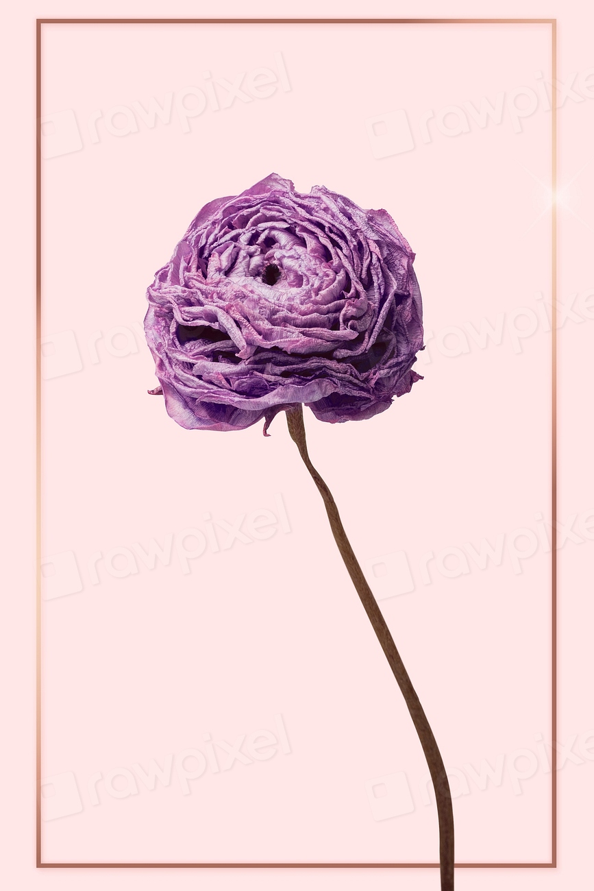Gold frame dried pink buttercup | Premium PSD - rawpixel