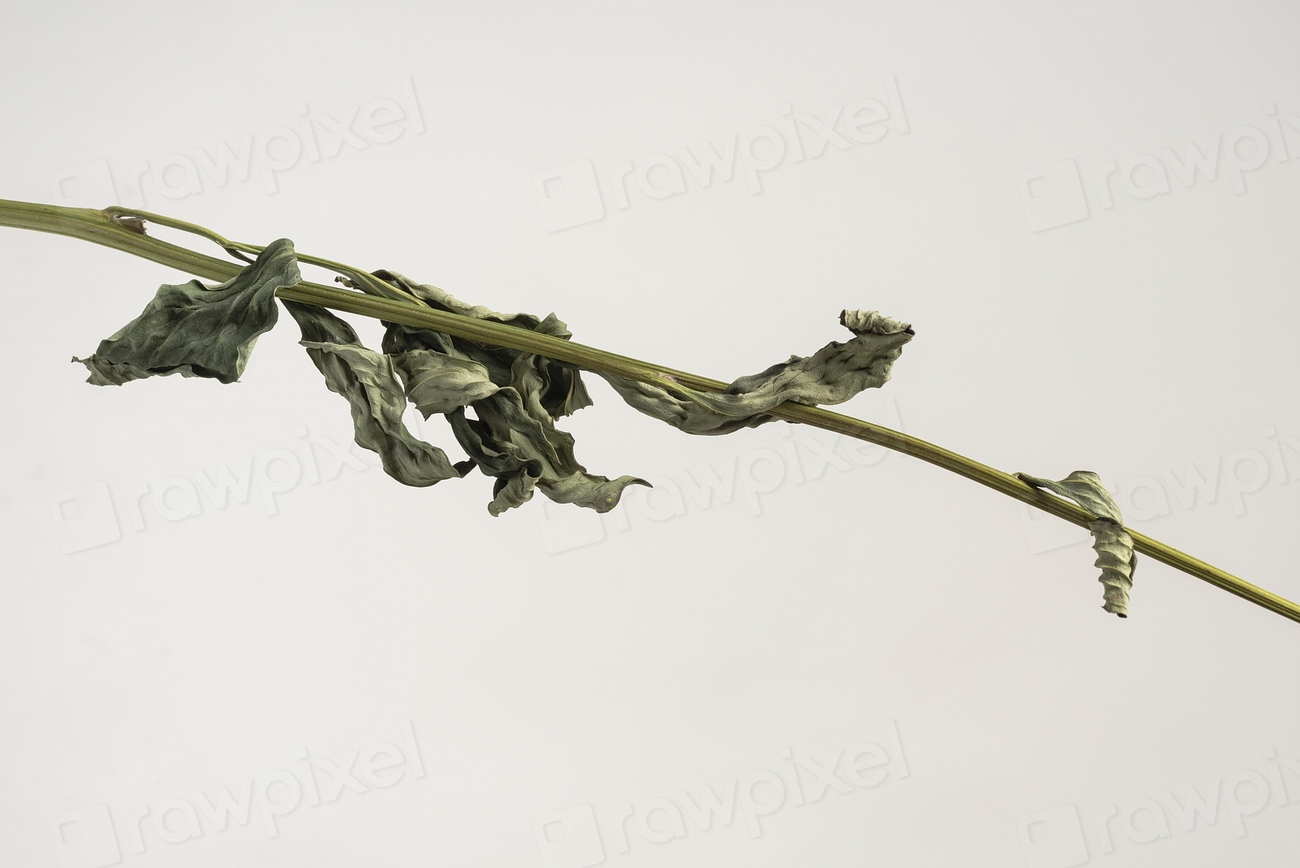 Dried ranunculus leaf gray background | Premium Photo - rawpixel