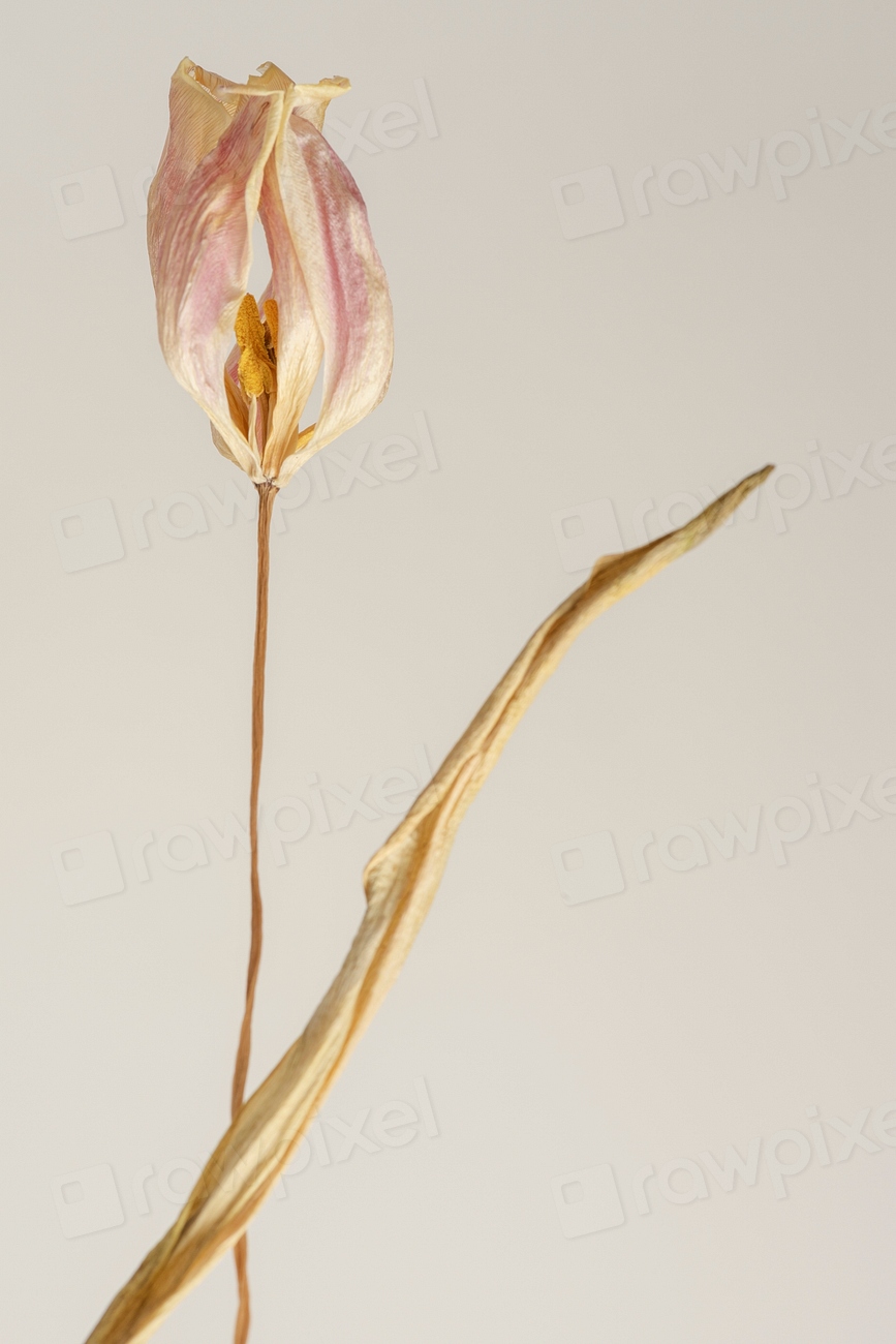 Dried tulip flower gray background | Premium Photo - rawpixel