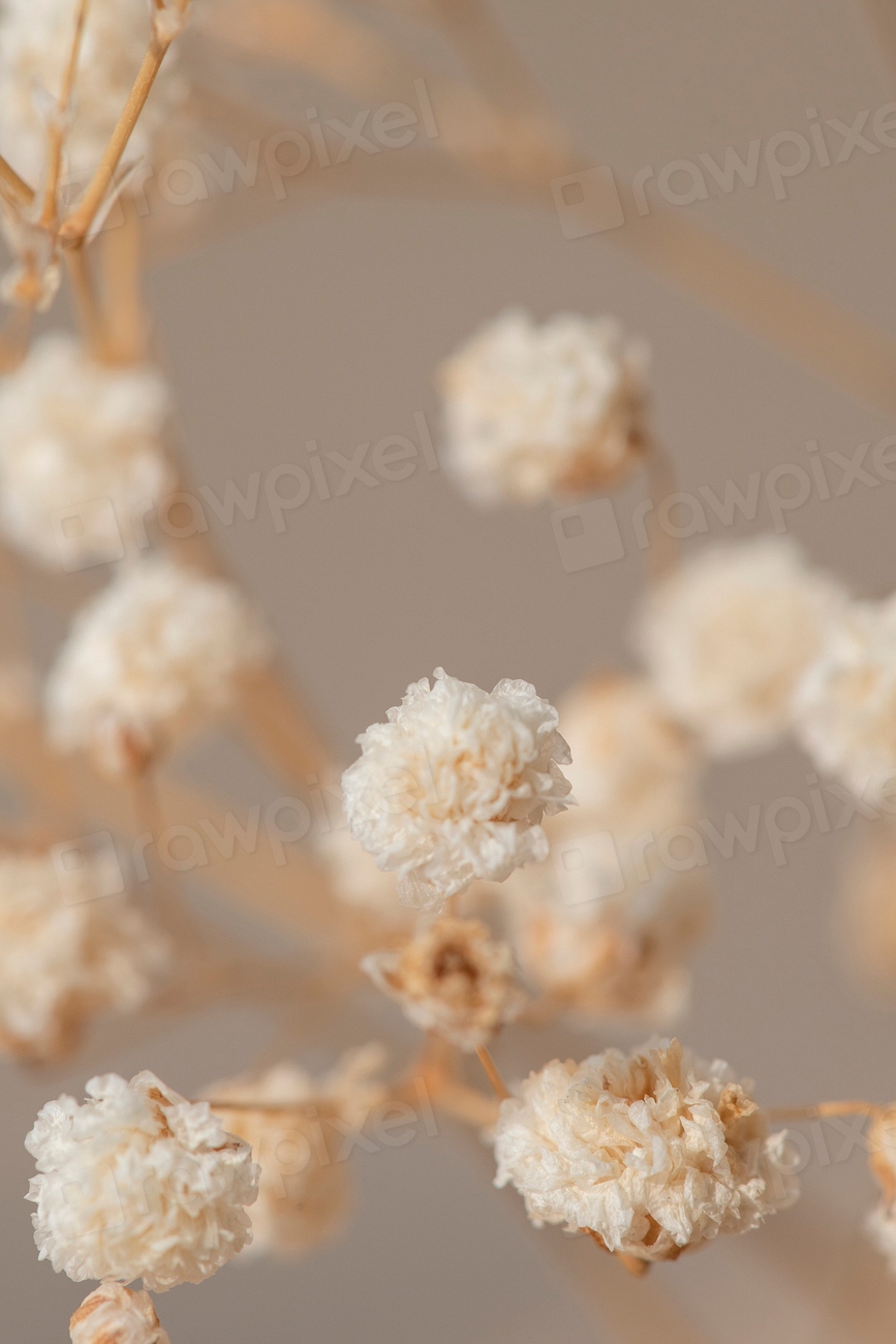 Dried gypsophila flowers macro shot | Premium Photo - rawpixel