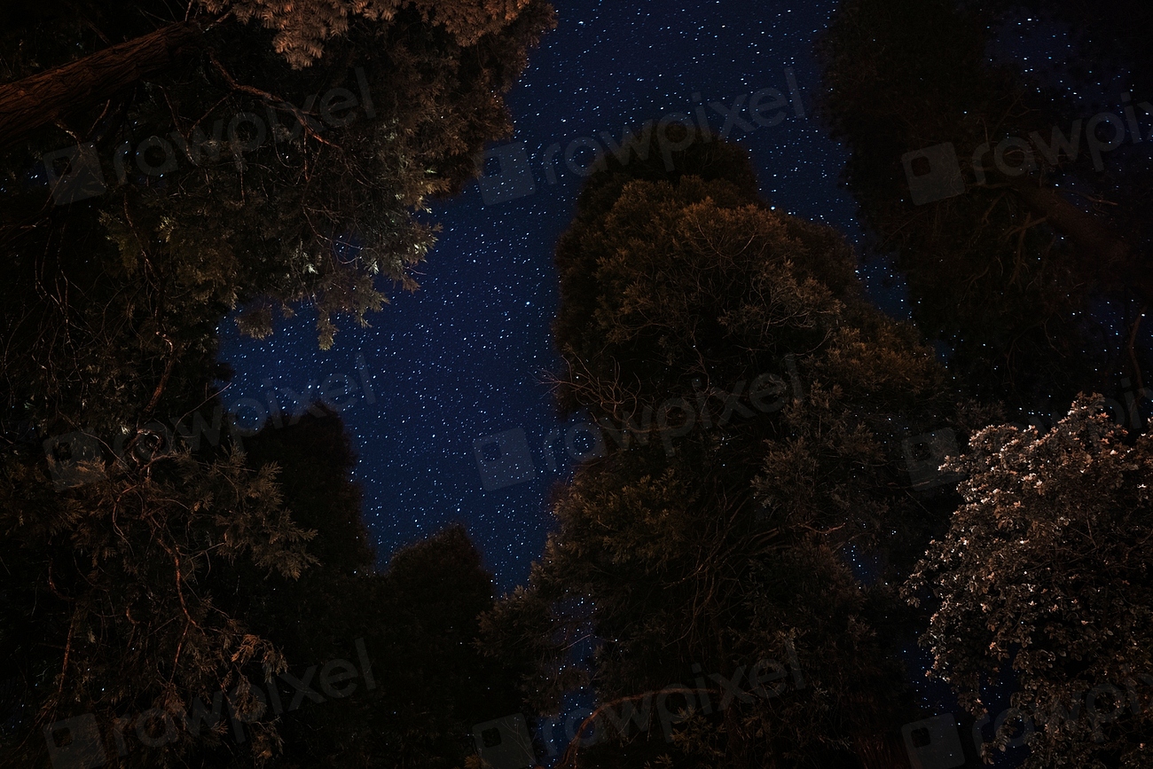 Night view treetops Yosemite National | Premium Photo - rawpixel