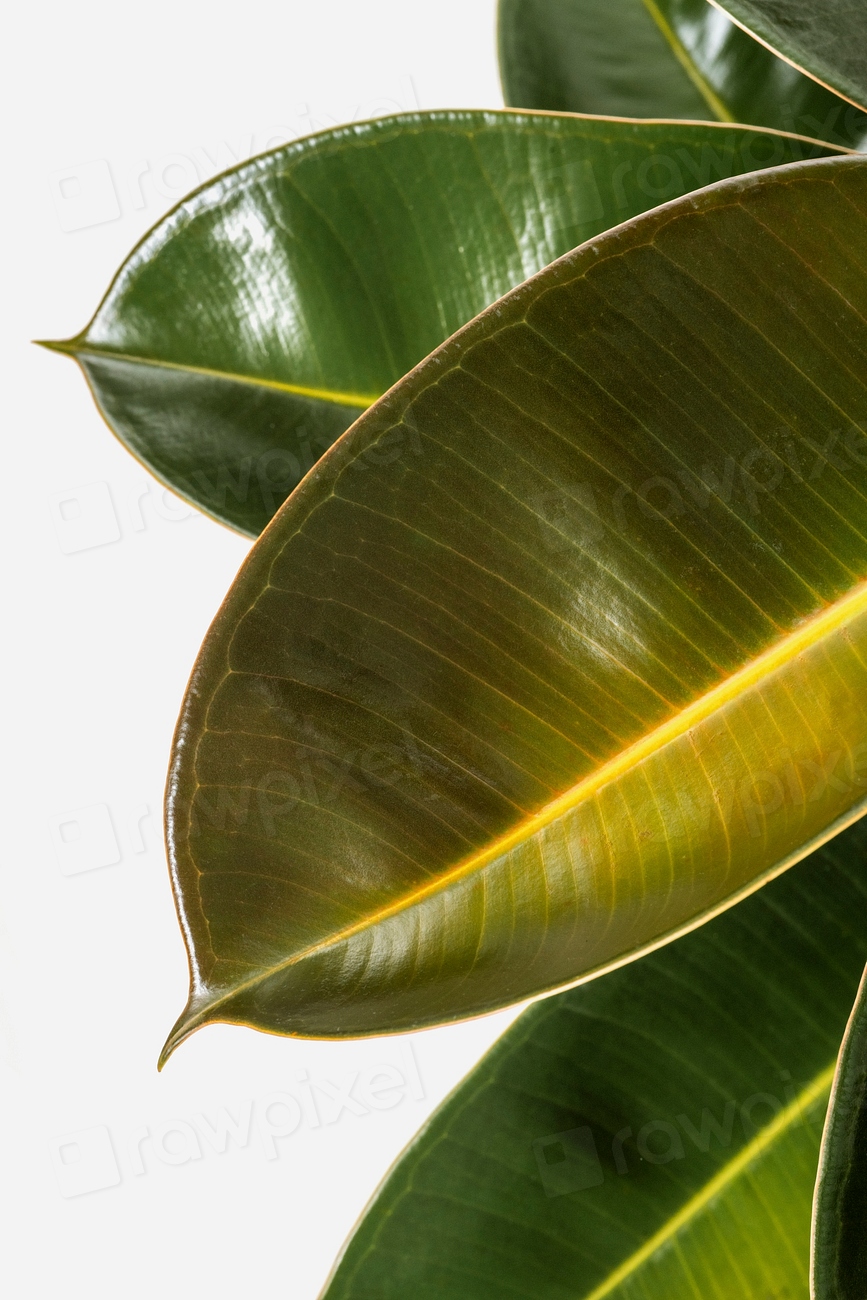 Closeup fresh Indian rubber plant | Premium Photo - rawpixel