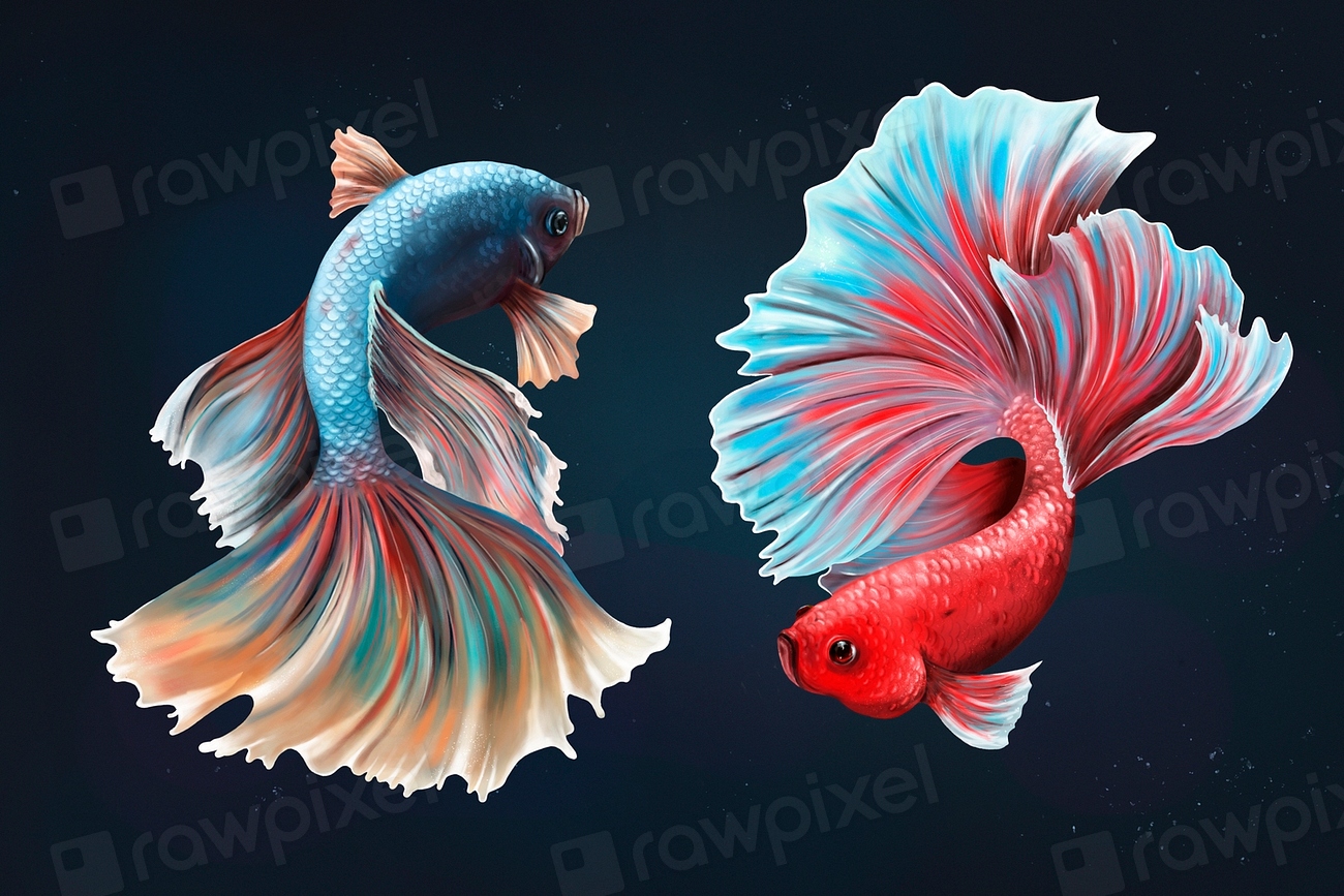 Betta fishes midnight blue background | Premium PSD - rawpixel