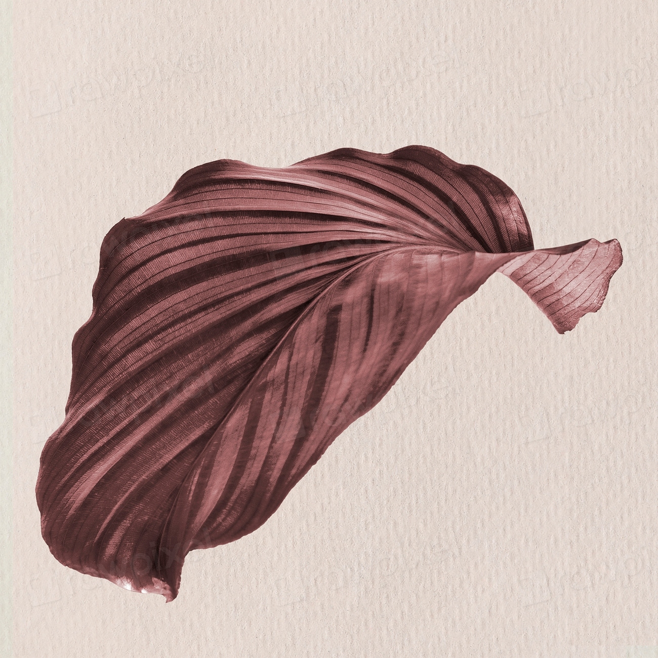 Copper Calathea Orbifolia leaf design | Premium PSD - rawpixel