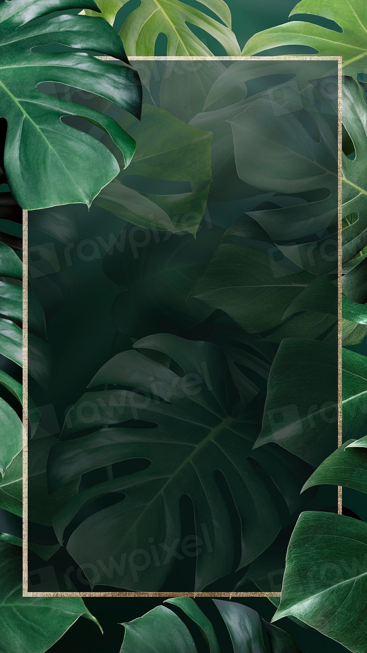 Golden rectangle monstera leaves frame | Premium Photo - rawpixel