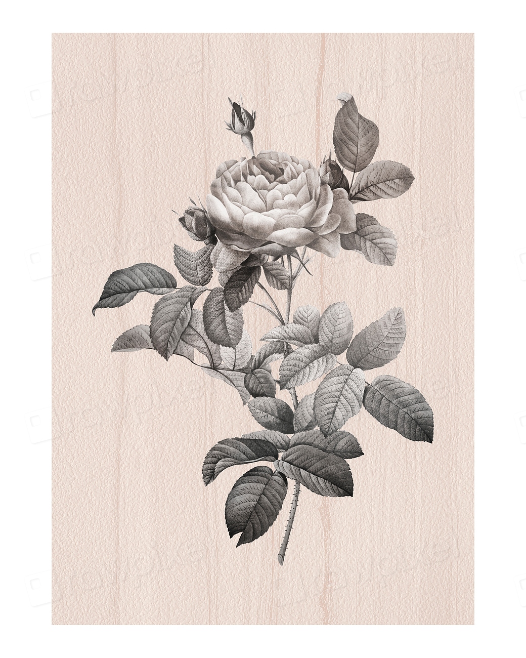 Gray rose vintage wall art | Premium Photo - rawpixel