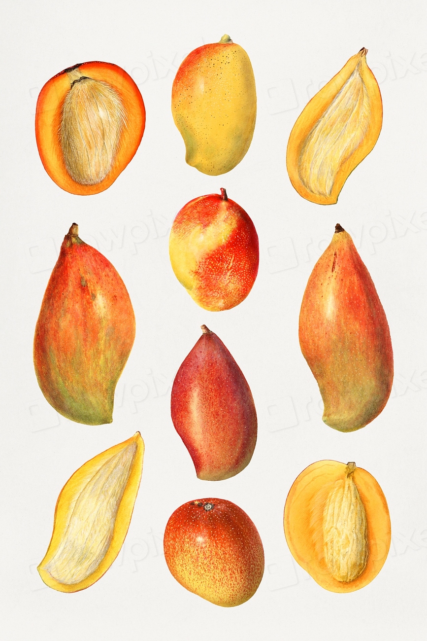 Detailed hand drawn fresh mango | Premium PSD - rawpixel