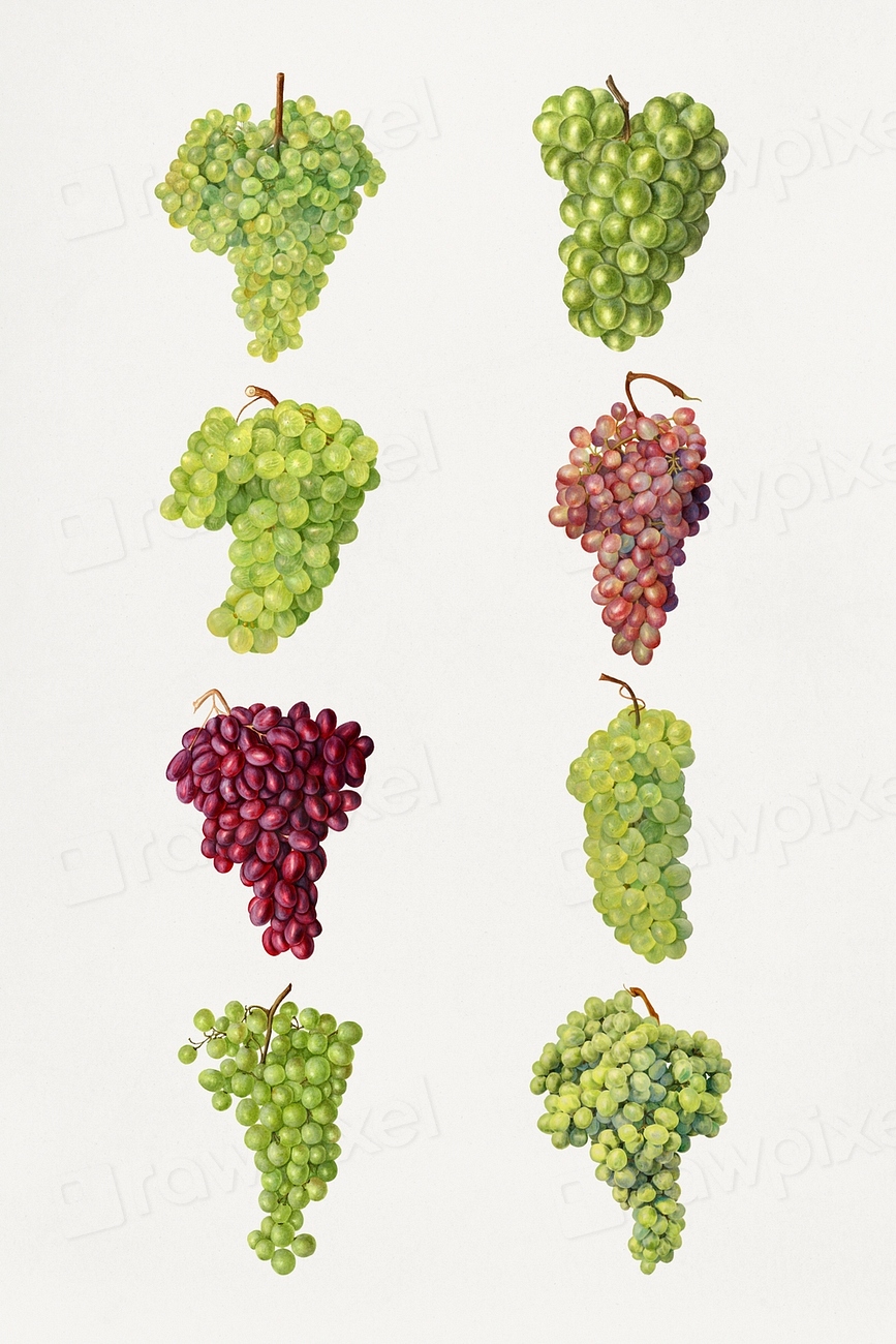 Detailed hand drawn fresh grapes | Premium PSD - rawpixel