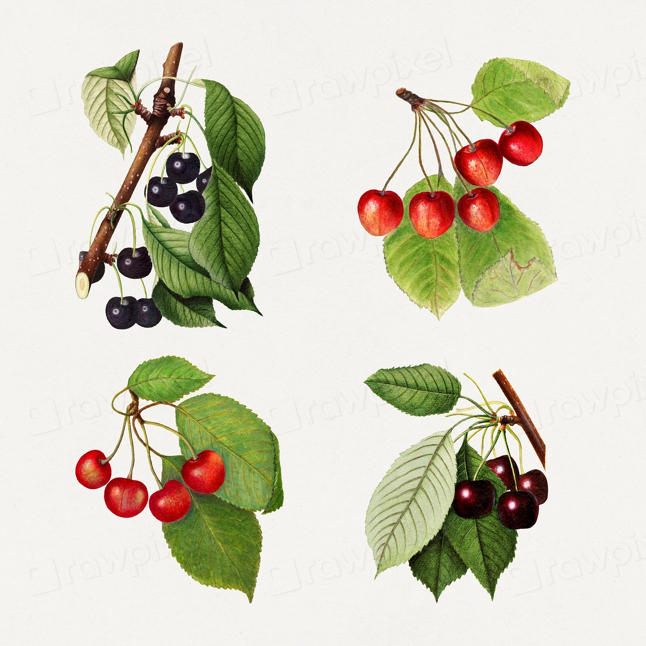 Detailed hand drawn fresh cherries | Premium PSD - rawpixel