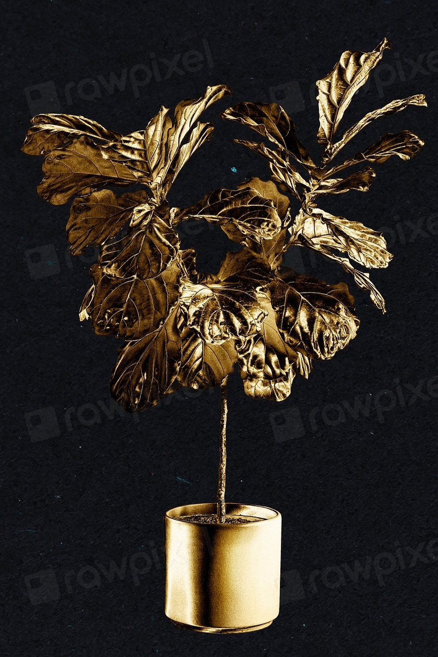 Gold fiddle leaf fig tree | Premium PSD - rawpixel