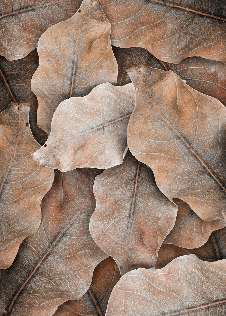 Beige dried leaf pattern background | Free Photo - rawpixel