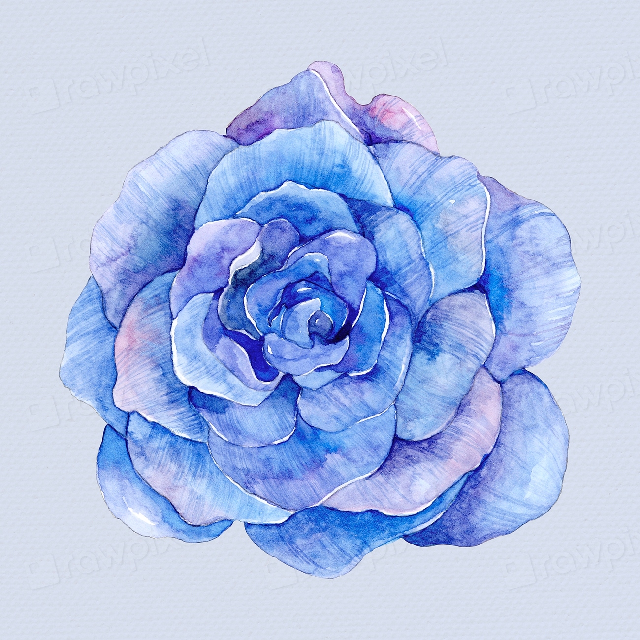 Blue hand drawn watercolor rose | Premium PSD Illustration - rawpixel