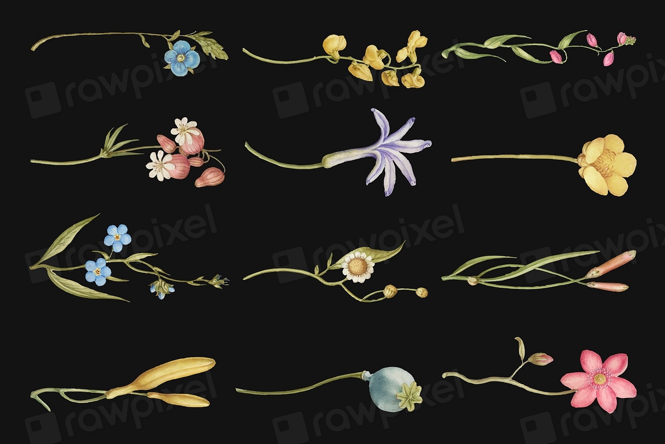 Colorful flower flourish divider vector | Premium Vector - rawpixel