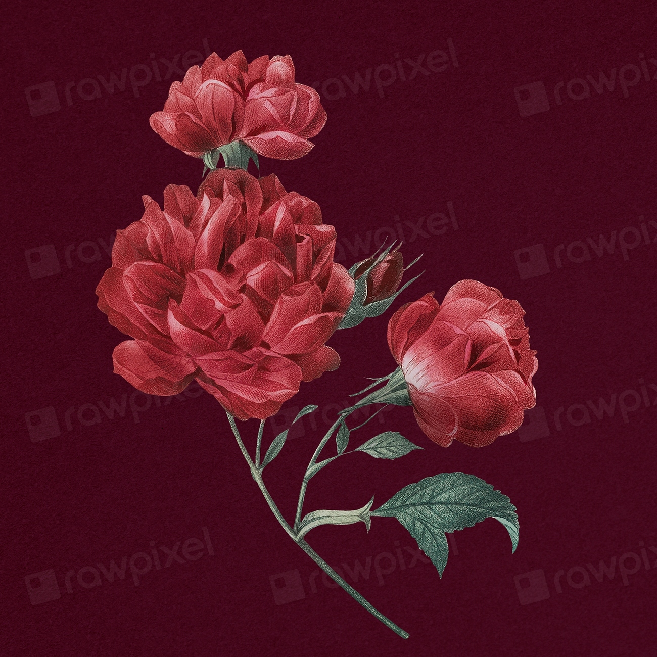 Elegant red French rose bouquet | Free Photo Illustration - rawpixel