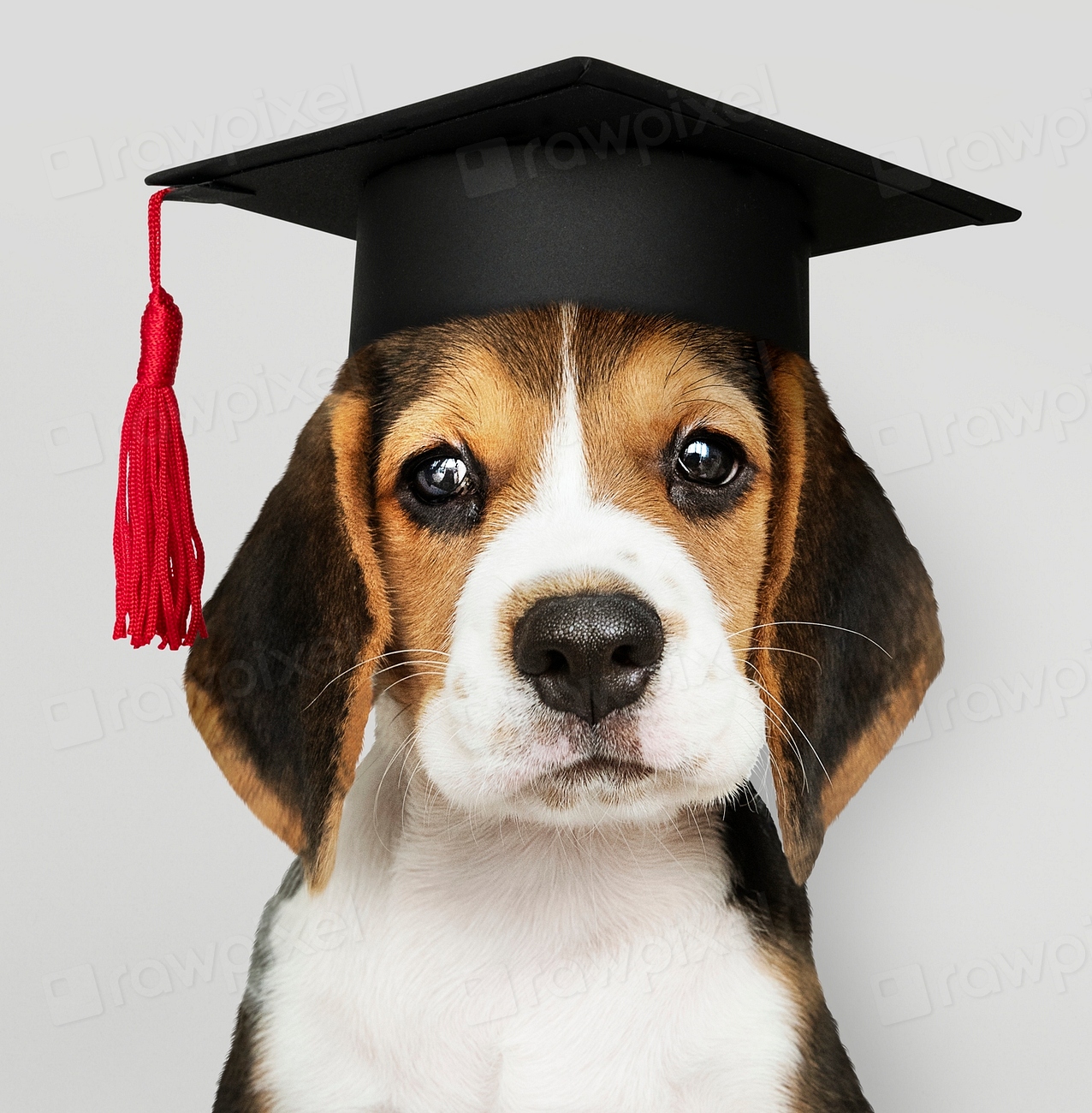 Cute Beagle puppy graduation cap | Premium PSD - rawpixel