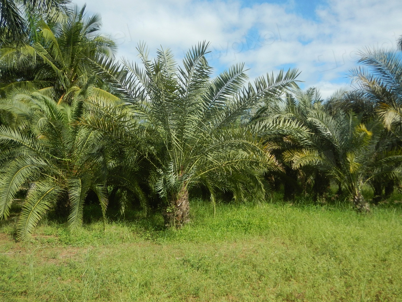 Palms, trees, grasslands and ornamental | Free Photo - rawpixel